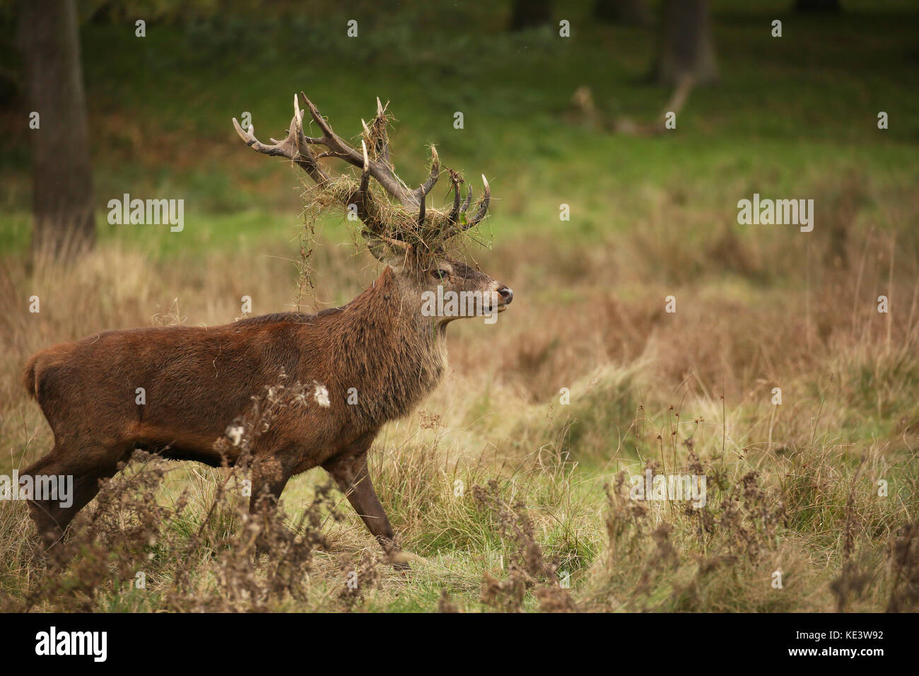 Tatton Deer park, Cheshire, UK. 18th October, 2017. A Stag Deer walking ...