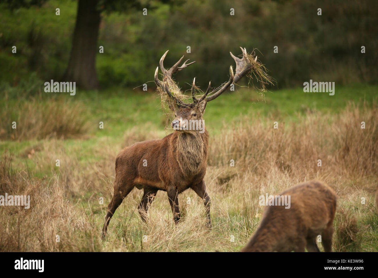 Tatton Deer park, Cheshire, UK. 18th October, 2017. A Stag Deer in ...