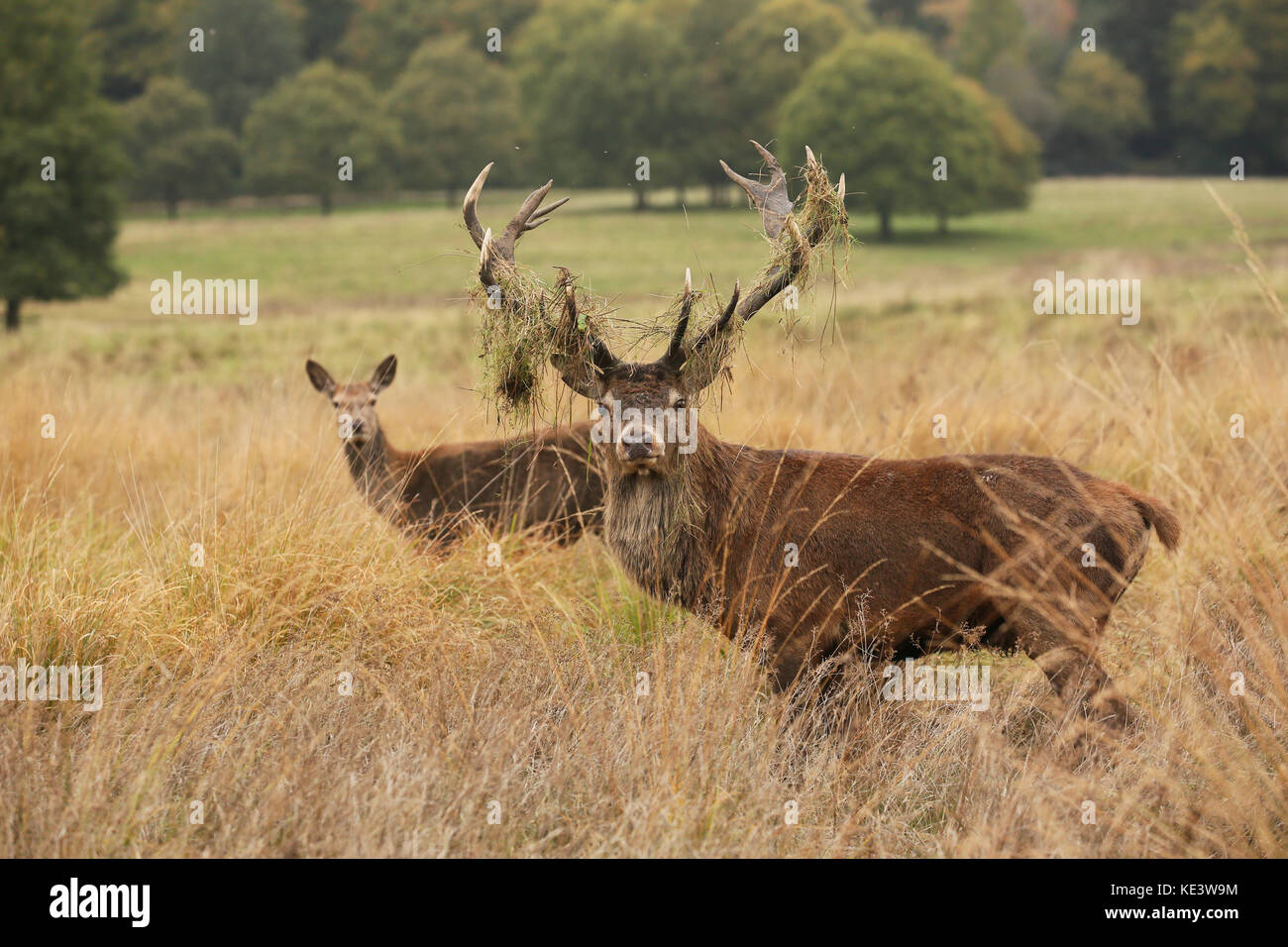 Tatton Deer park, Cheshire, UK. 18th October, 2017. A Stag Deer with a ...