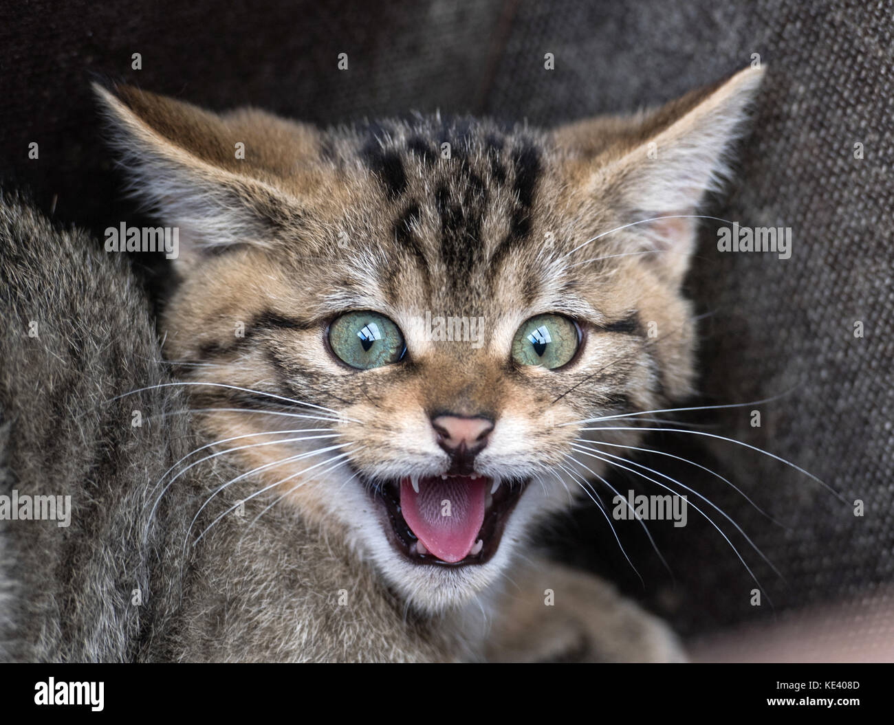 Kroberg, Germany. 16th Oct, 2017. An orphaned wild cat hisses at the ...