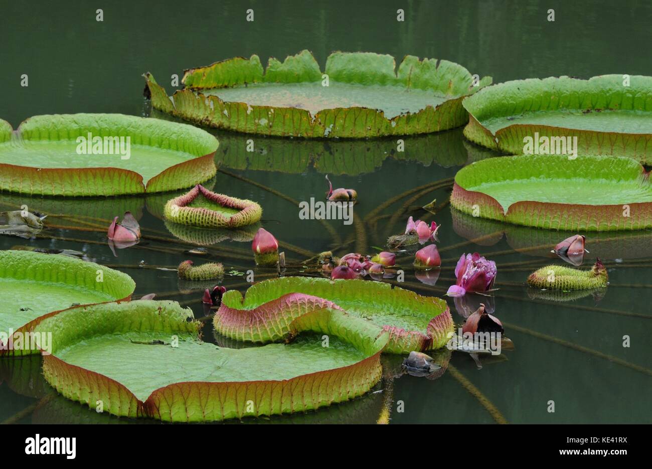 Victoria amazonica is a species of flowering plant hi-res stock ...