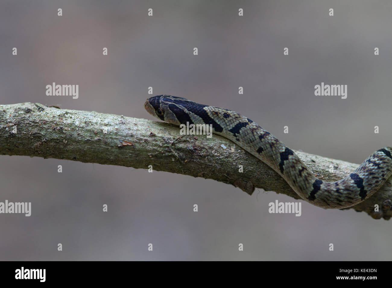 banded kukri snake (Oligodon fasciolatus) on a branch in nature Stock ...