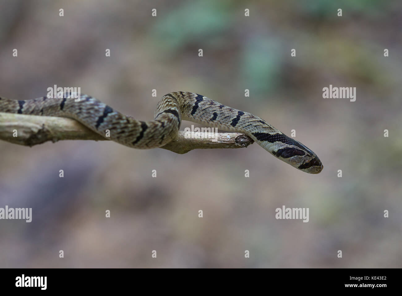 Striped kukri snake hi-res stock photography and images - Alamy
