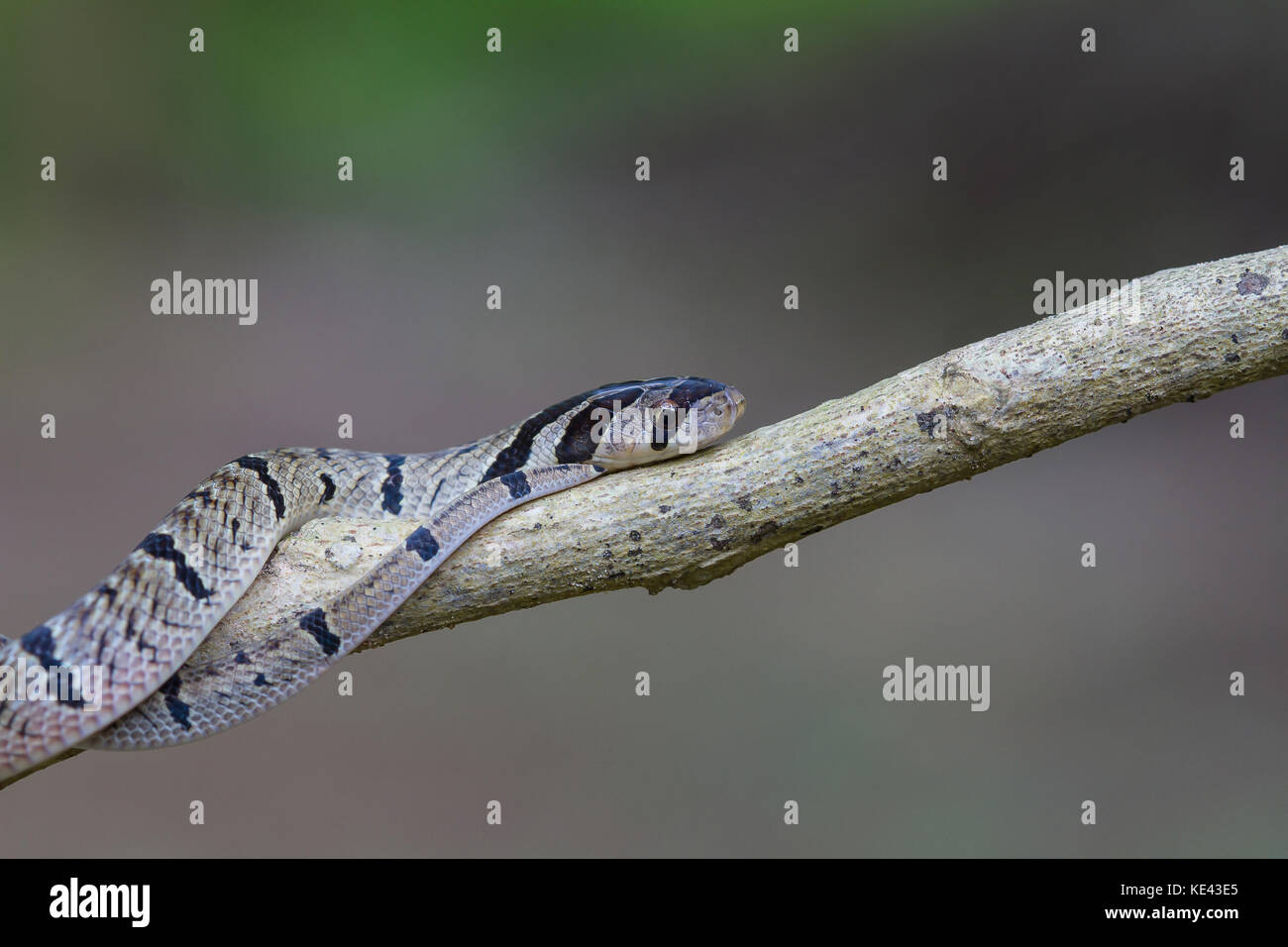 banded kukri snake (Oligodon fasciolatus) on a branch in nature Stock ...