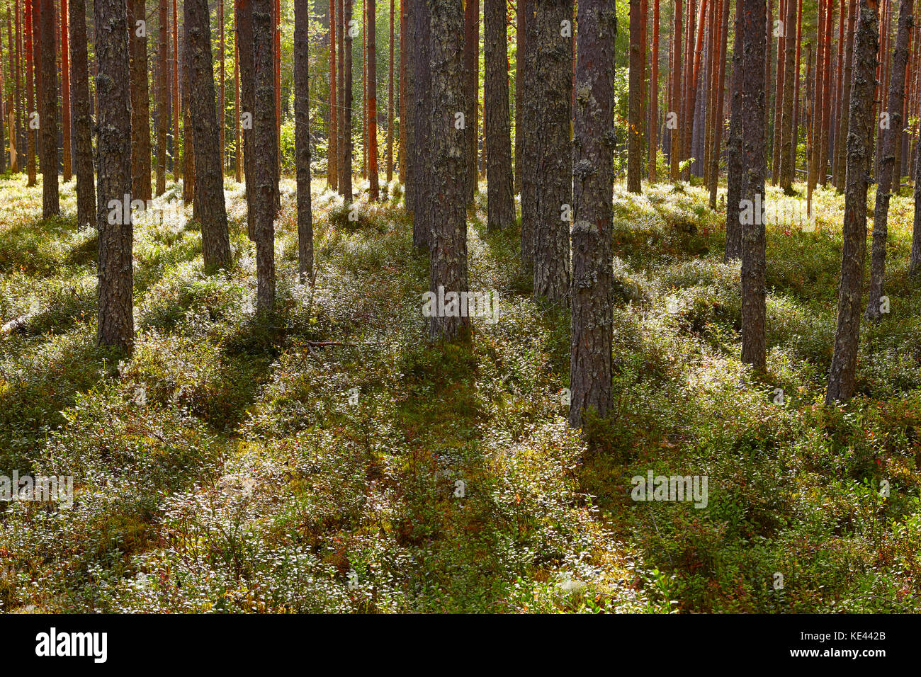 Finland pine wood forest at sunset. Backlit landscape. Travel ...