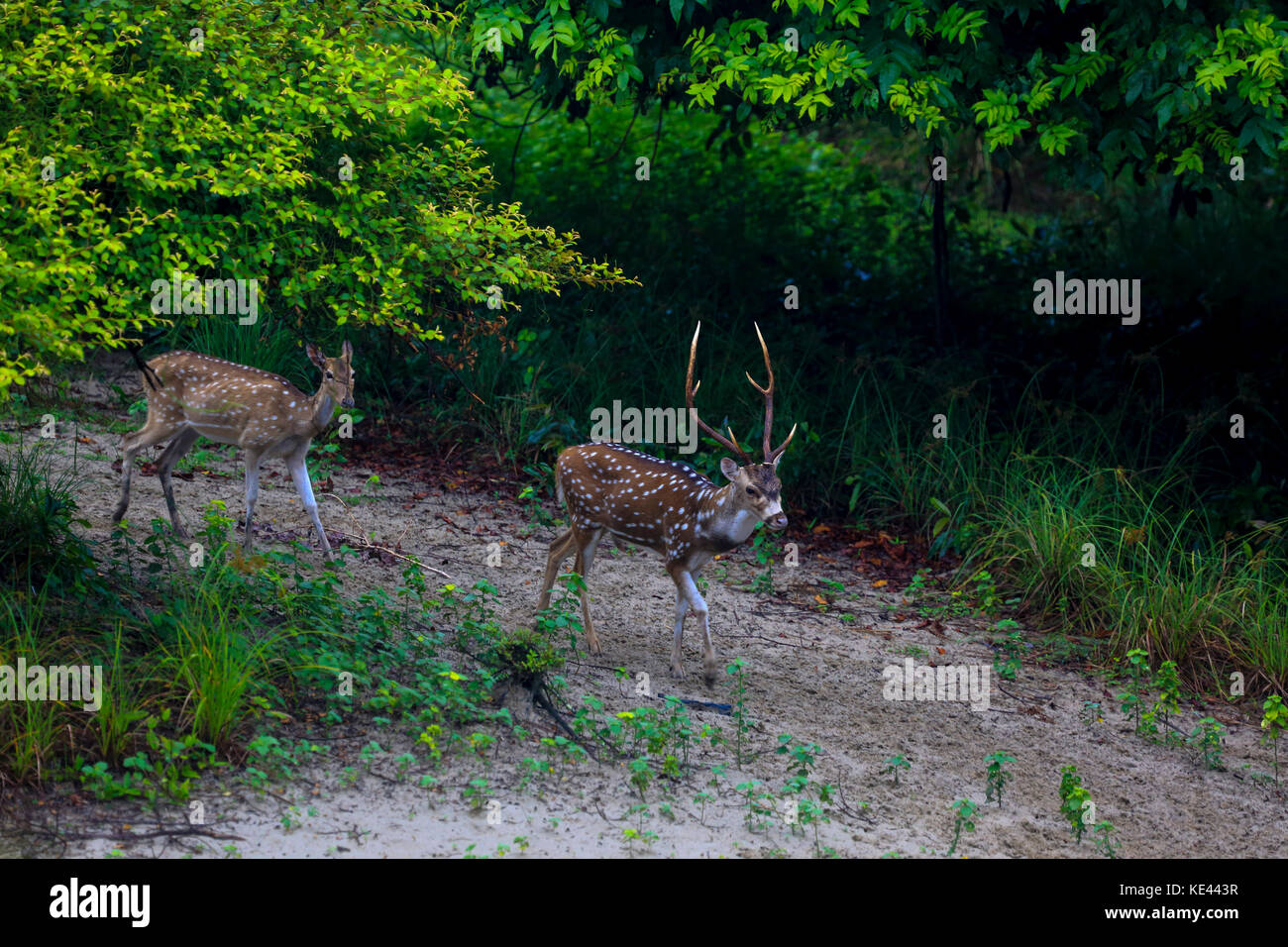 Chitra horin hi-res stock photography and images - Alamy