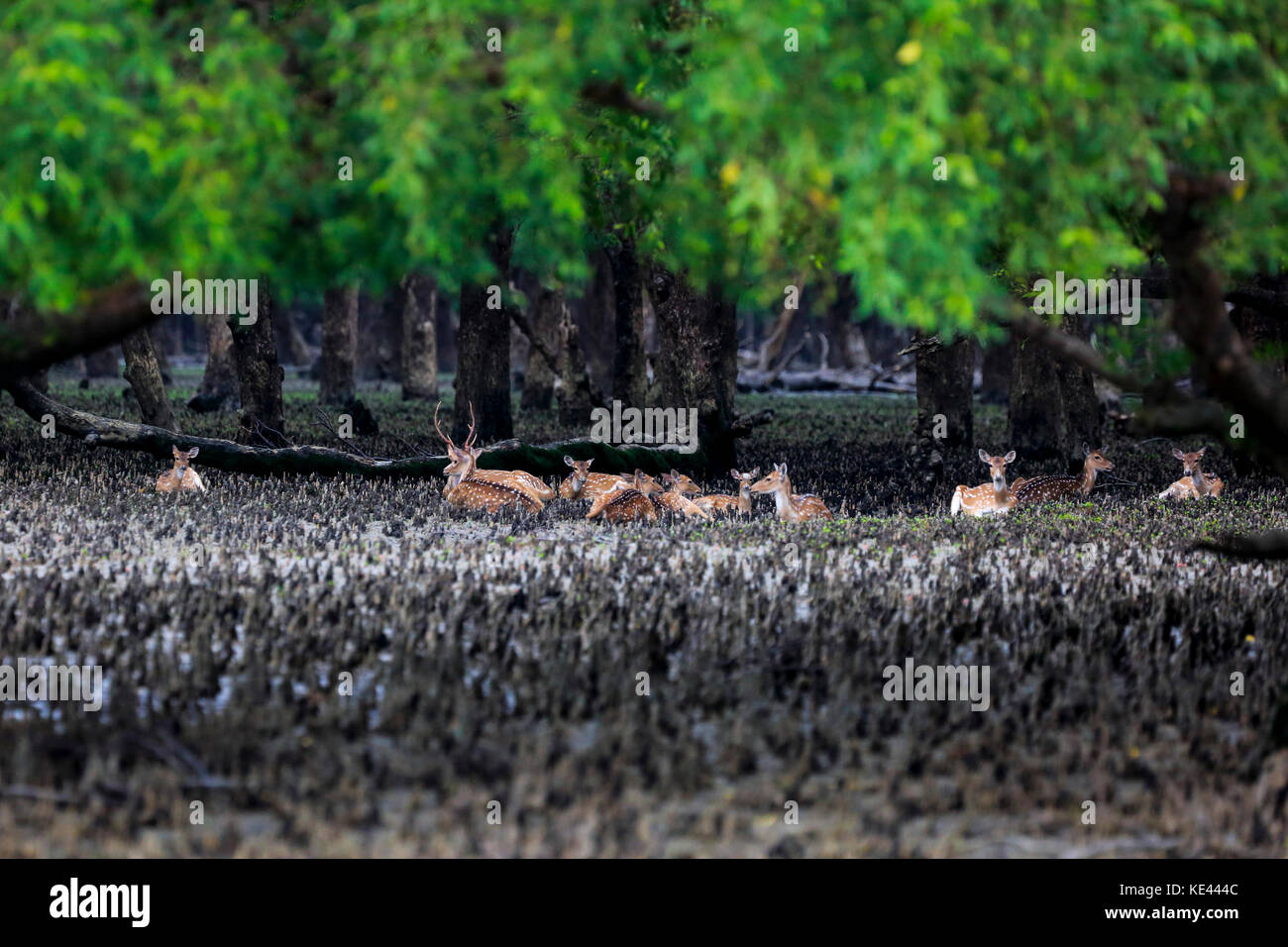 Chitra horin hi-res stock photography and images - Alamy