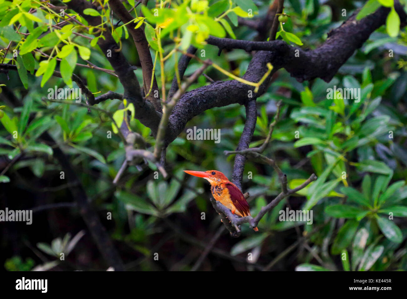 Ruddy kingfisher locally called Lalchey Machranga in Sundarbans ...