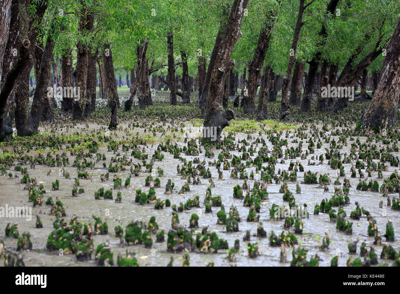 Breathing roots of Keora trees at the World largest mangrove forest ...