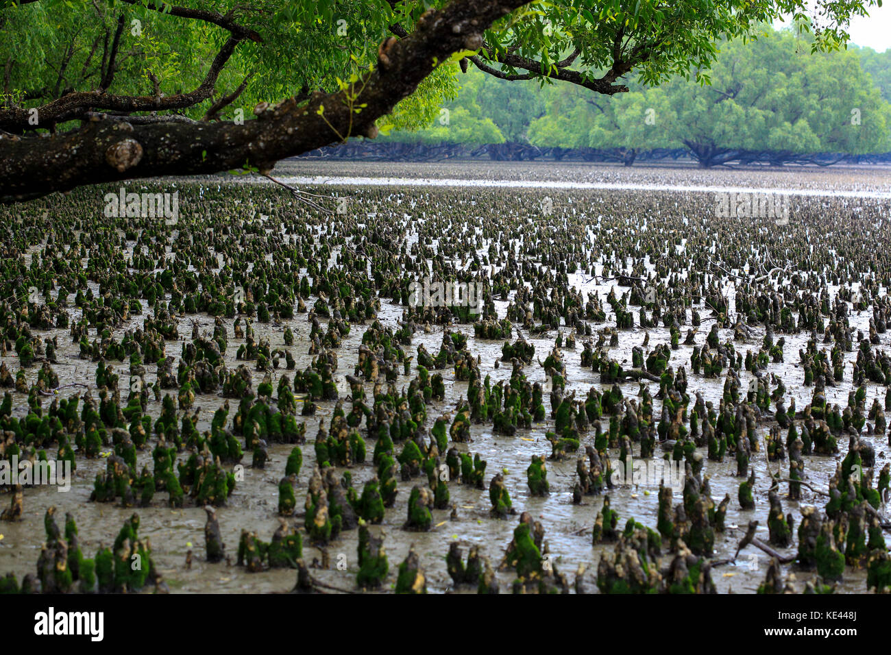Breathing roots of Keora trees at the World largest mangrove forest ...