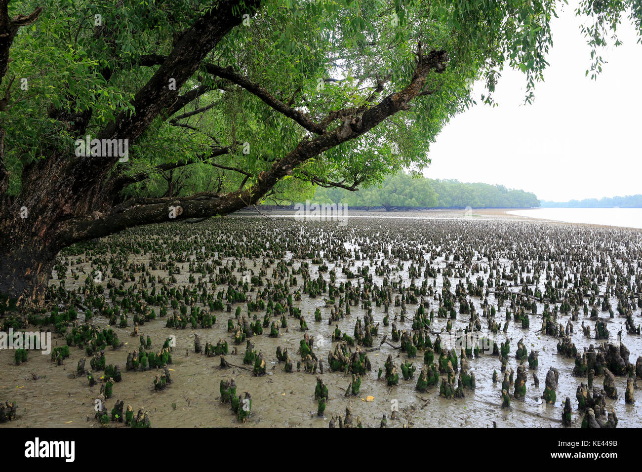 Breathing roots of Keora trees at the World largest mangrove forest ...