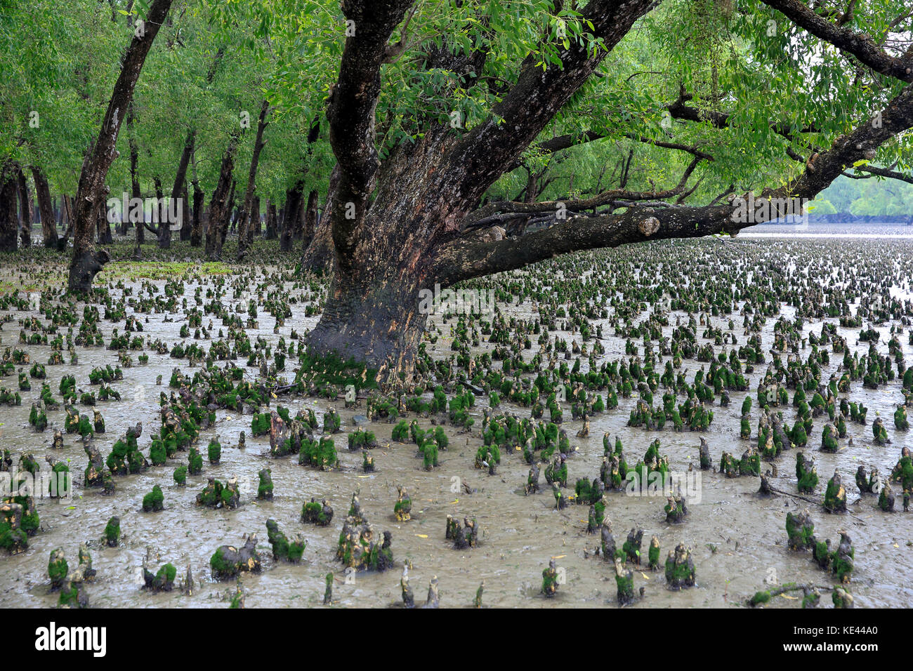 Breathing roots of Keora trees at the World largest mangrove forest ...