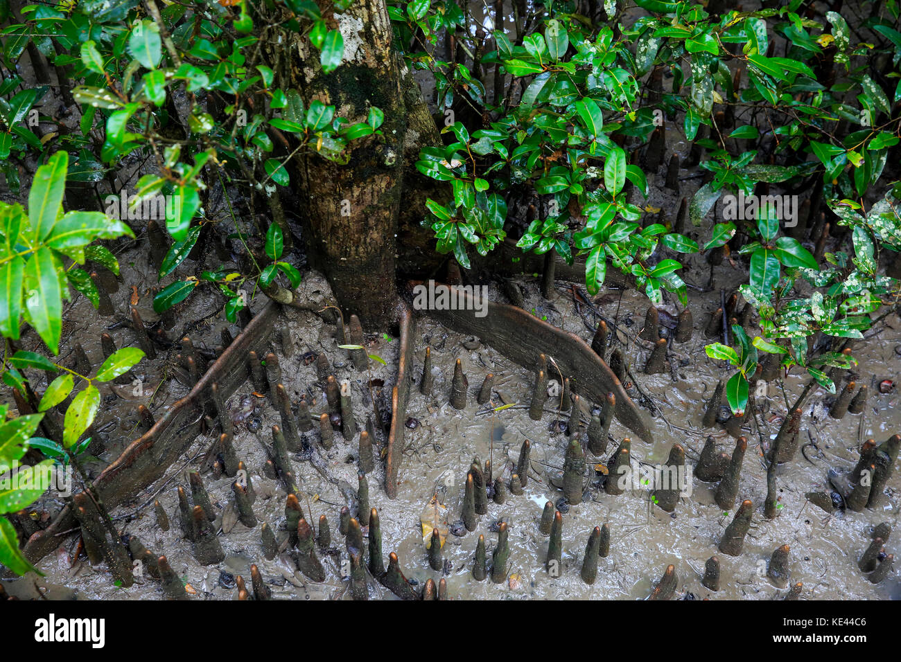 Breathing roots of Sundori trees at the World largest mangrove forest ...