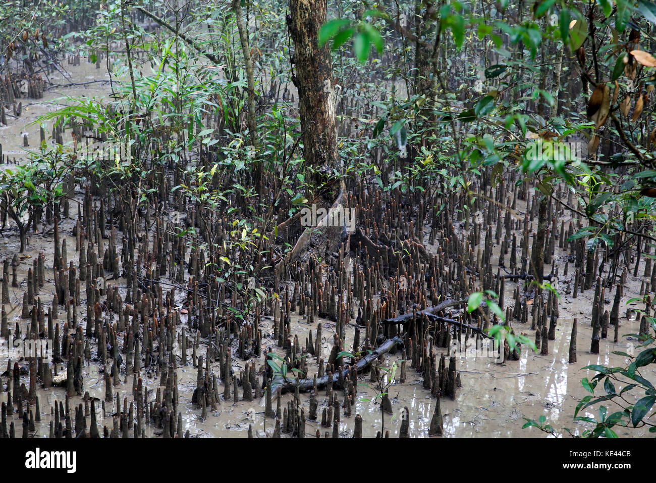 Breathing Roots High Resolution Stock Photography and Images - Alamy