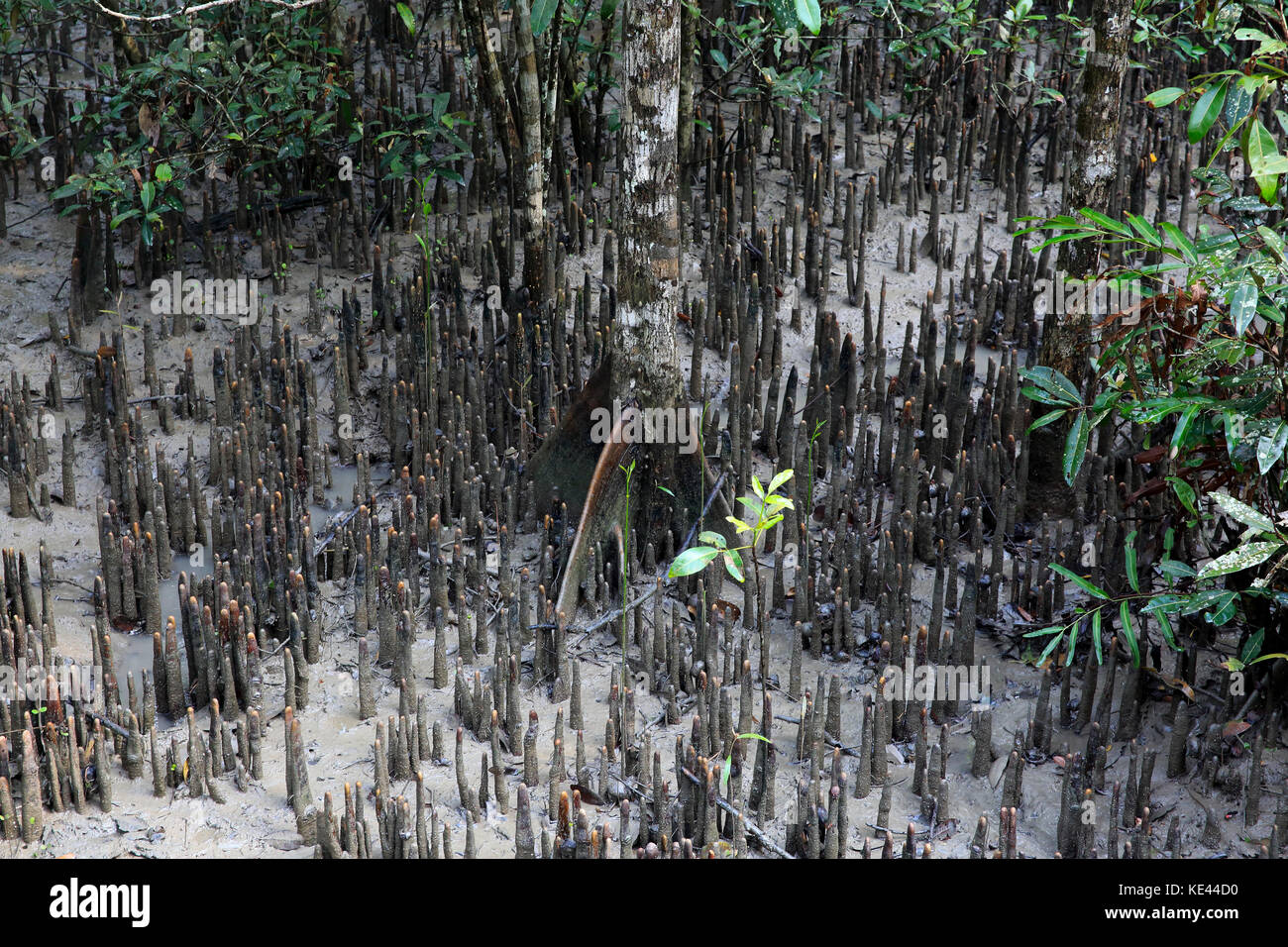Breathing roots of Sundori trees at the World largest mangrove forest ...