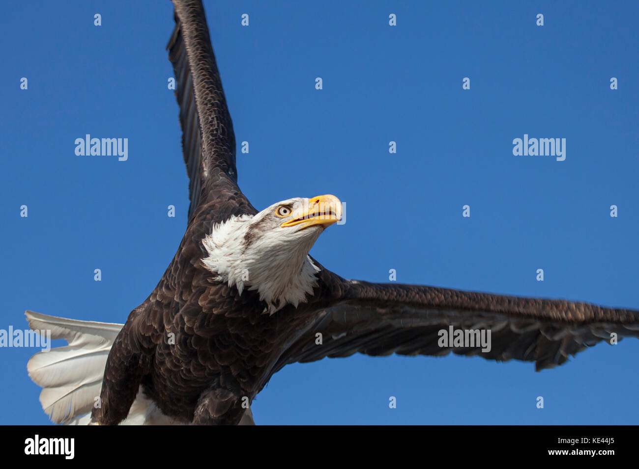 Beautiful bald eagle flying in a blue sky Stock Photo - Alamy