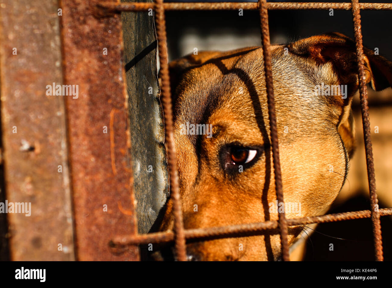 Animal shelter - dog fighting - hope Stock Photo - Alamy