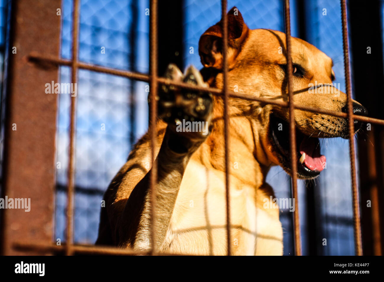 Dog fighting - Dog shelter - Hope Stock Photo - Alamy