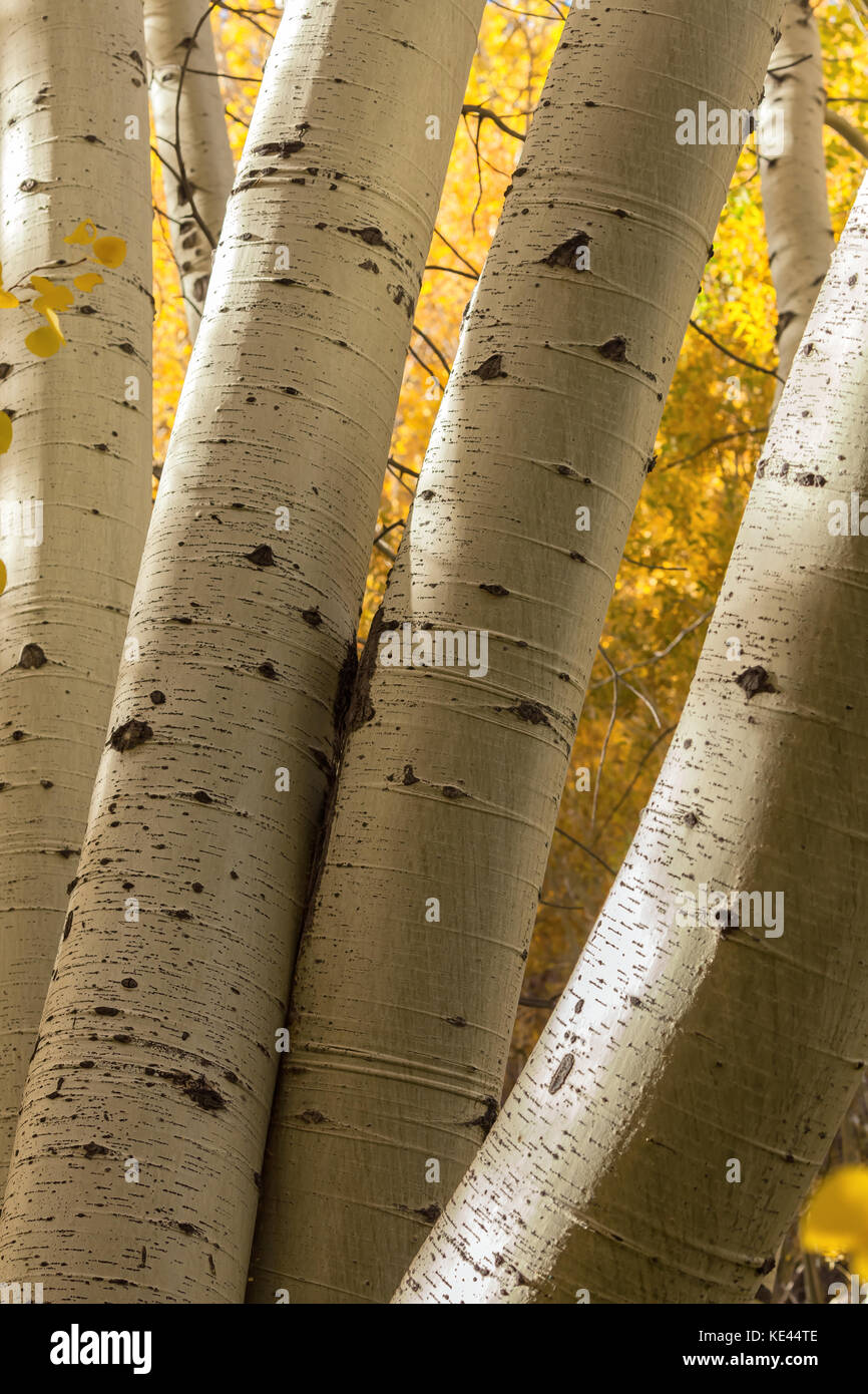 Close up of the aspen tree trunks (Populus tremuloides) with scars, and ...