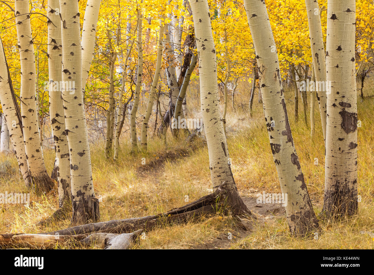 The mountain aspens (Populus tremuloides) in their fall foliage, June ...
