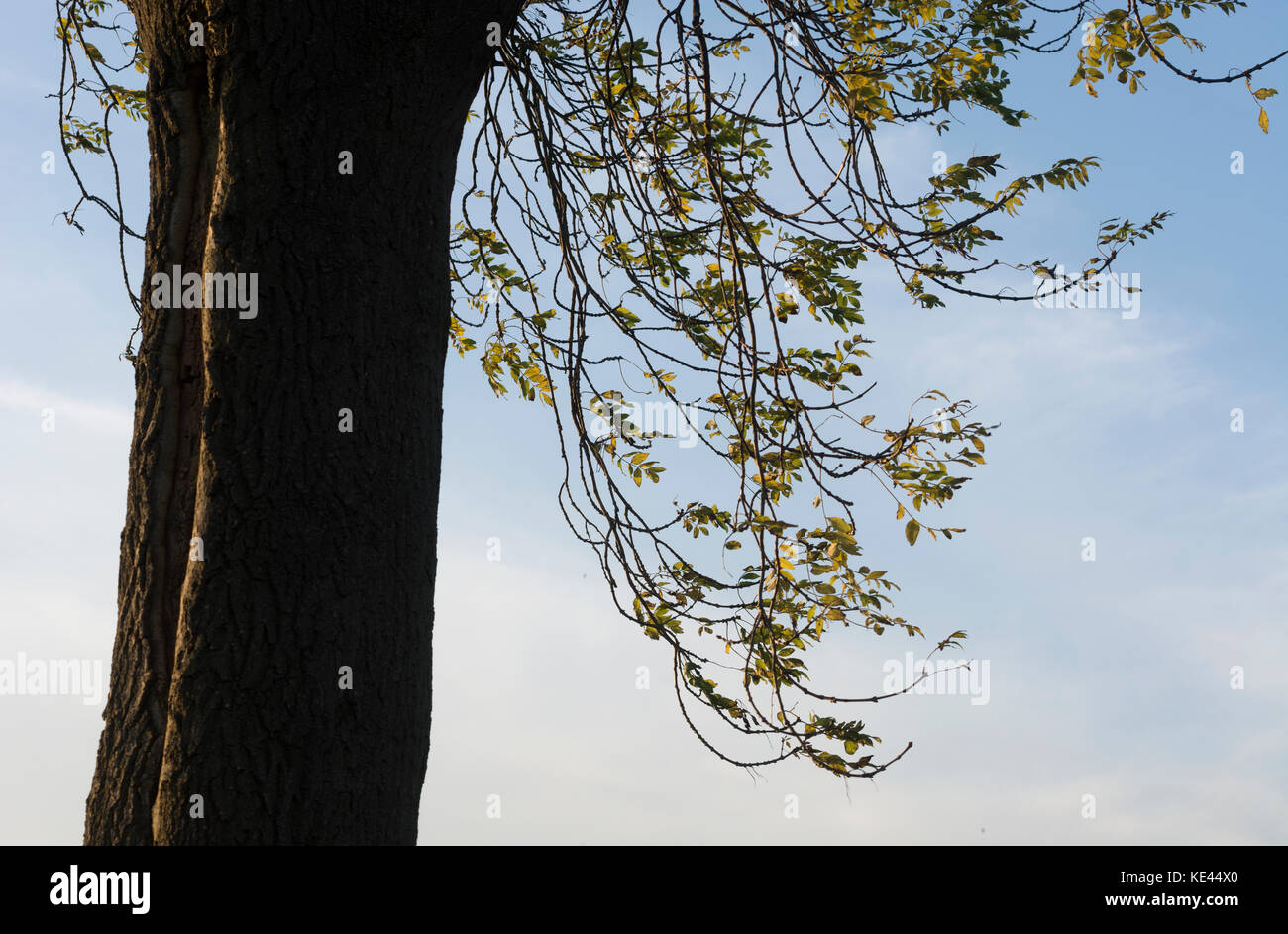 An ash tree (Fraxinus excelsior), Warwickshire, UK Stock Photo - Alamy