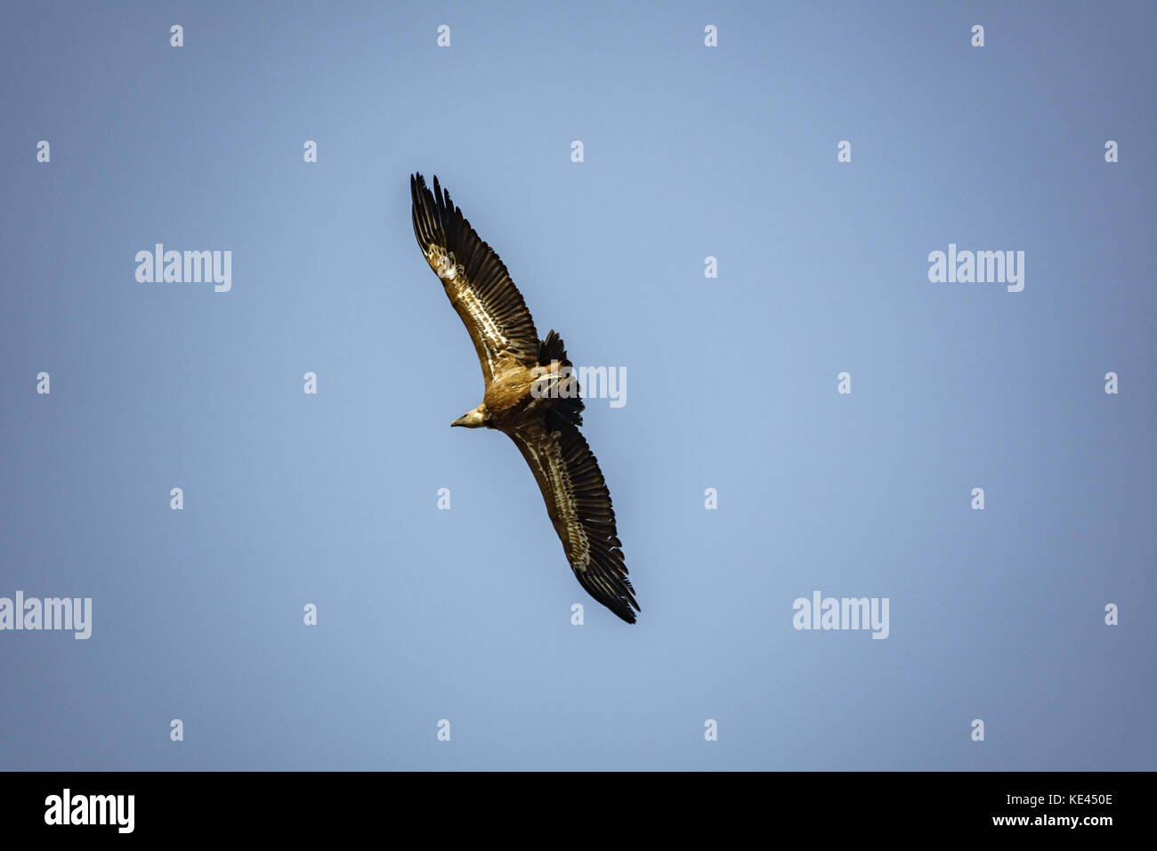 Vulture flying in the sky Stock Photo - Alamy