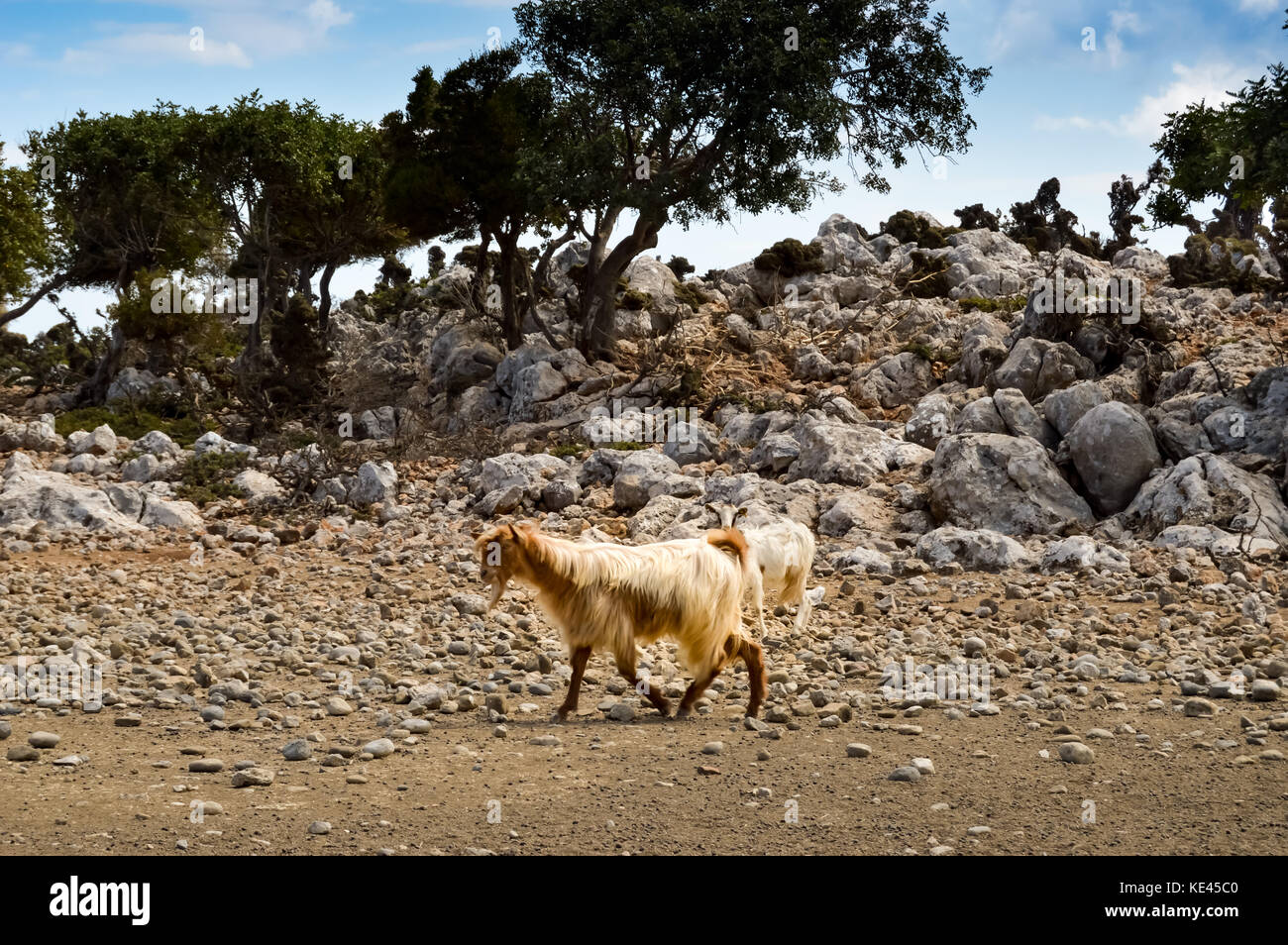 Red goat mountain hi-res stock photography and images - Alamy