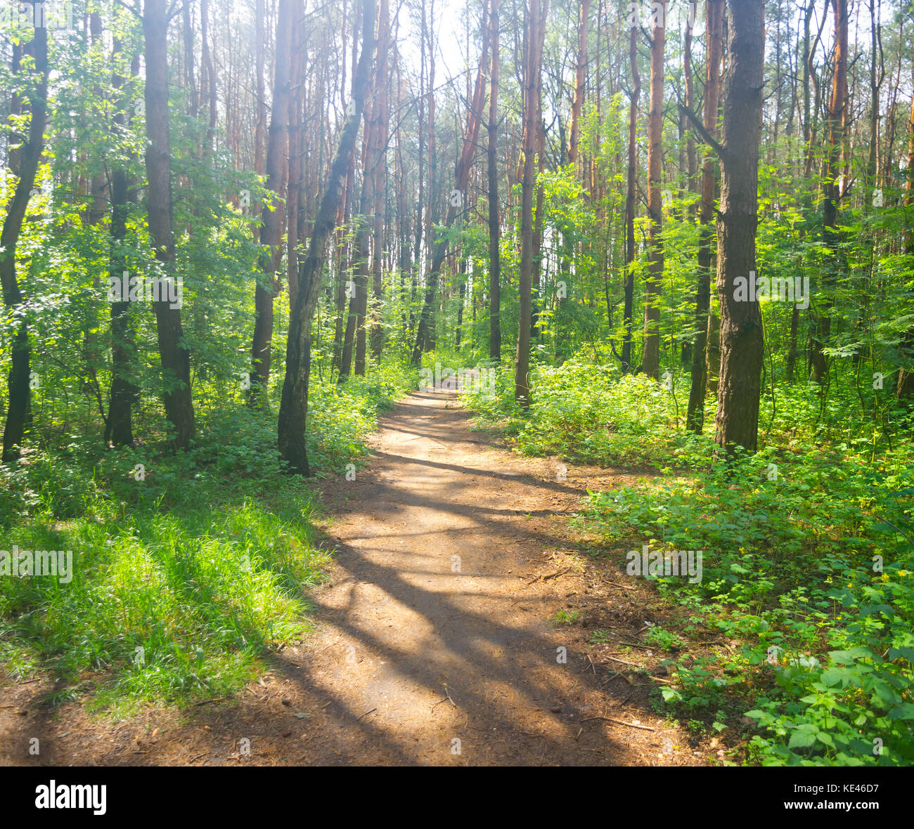 Brightly lit footpath in summer morning forest Stock Photo - Alamy