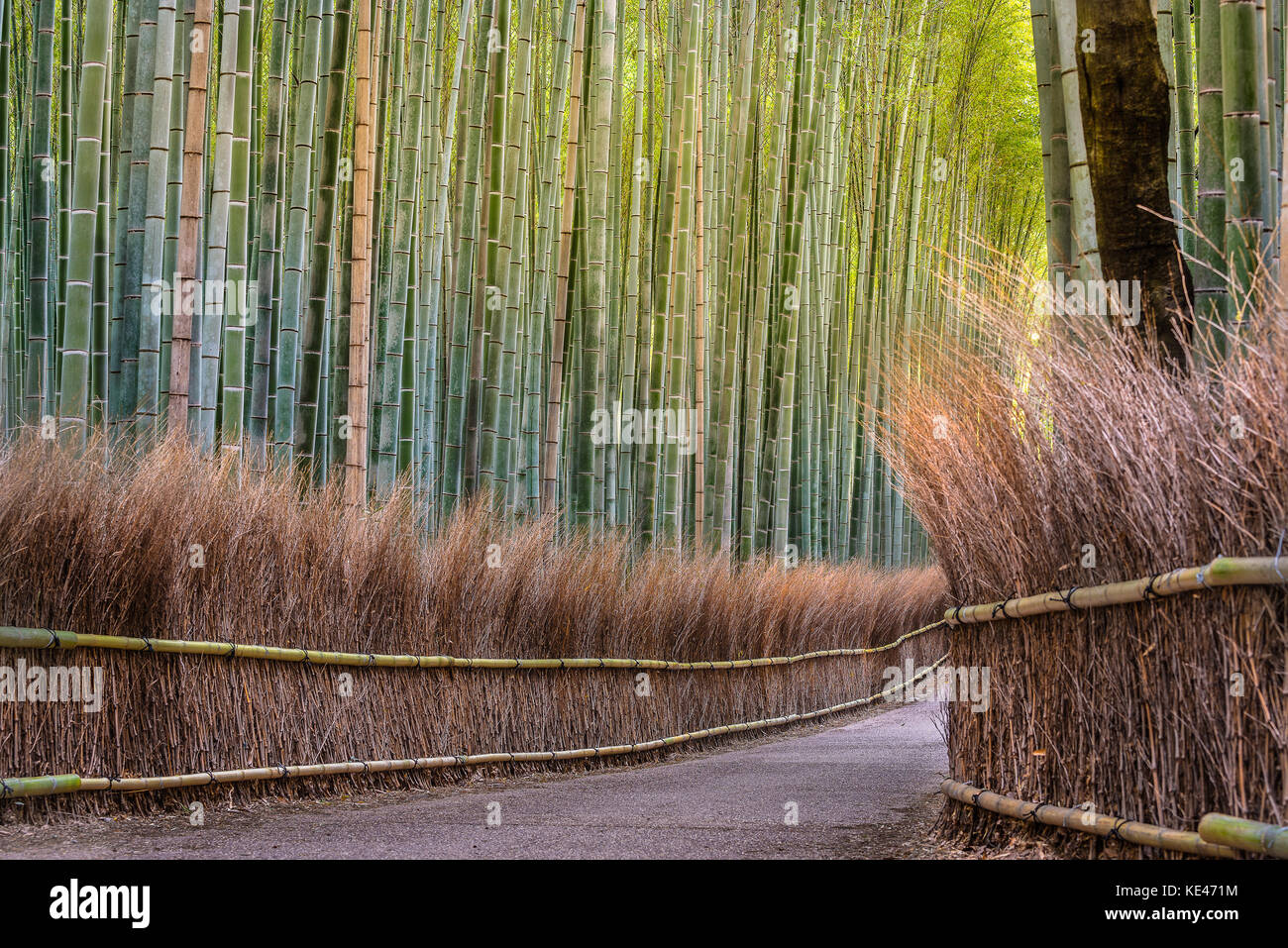 green Bamboo forest path in japan Stock Photo - Alamy