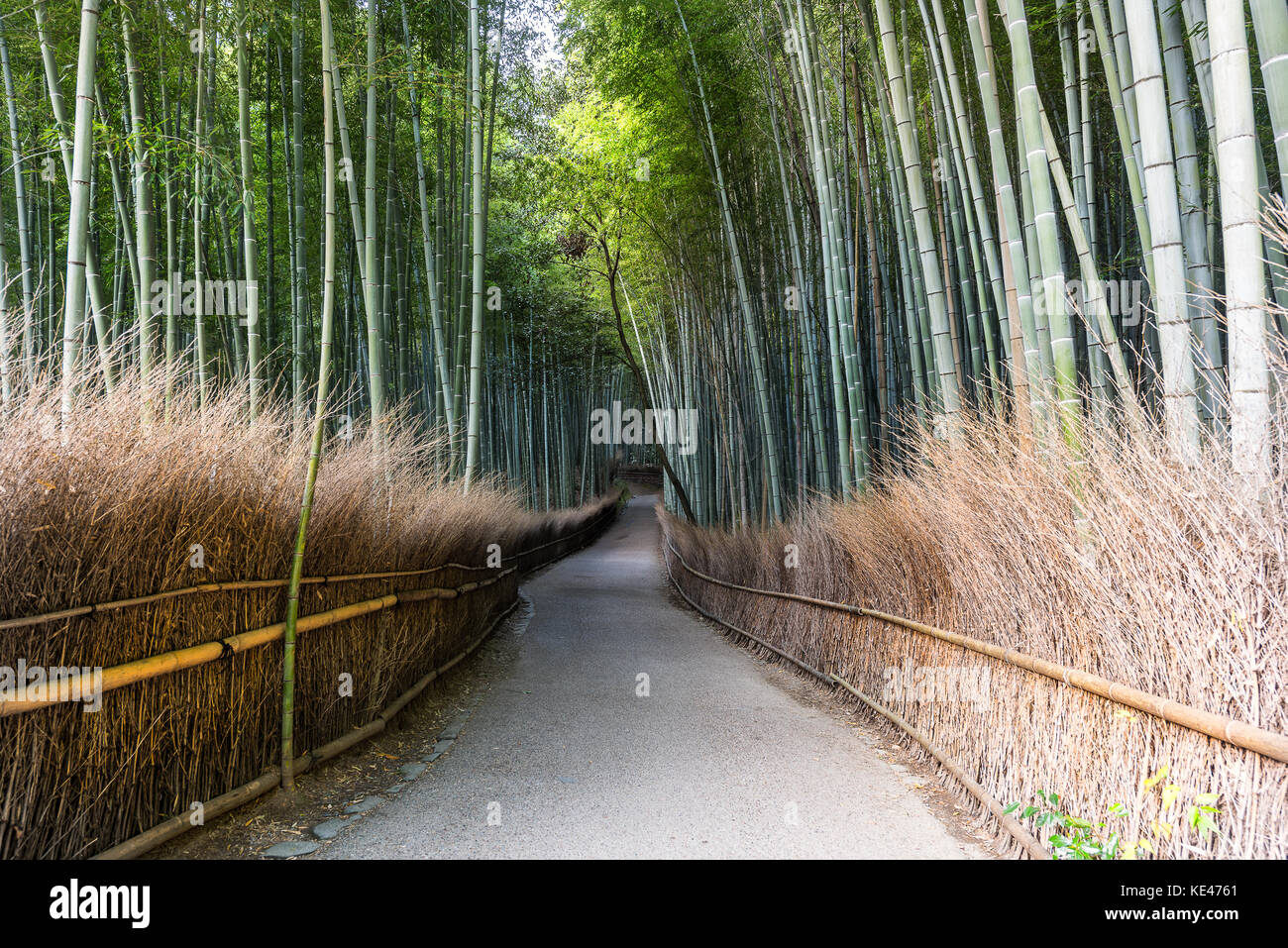 green Bamboo forest path in japan Stock Photo - Alamy