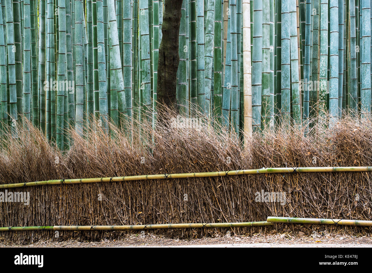 green Bamboo forest path in japan Stock Photo - Alamy