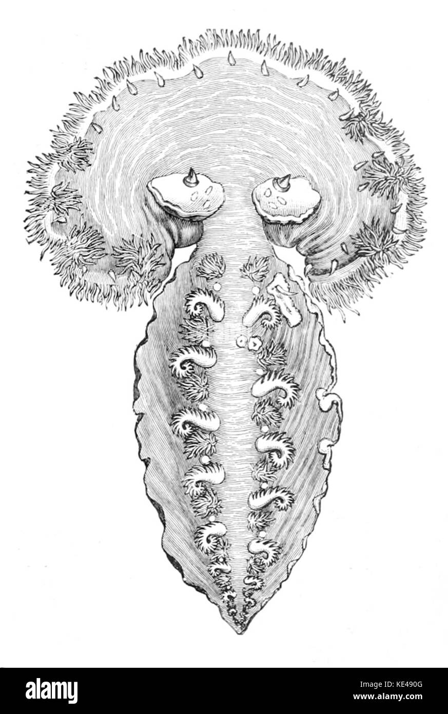 Fimbria hi-res stock photography and images - Alamy