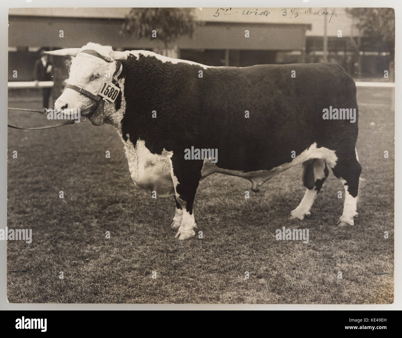 1920s cattle hi-res stock photography and images - Alamy