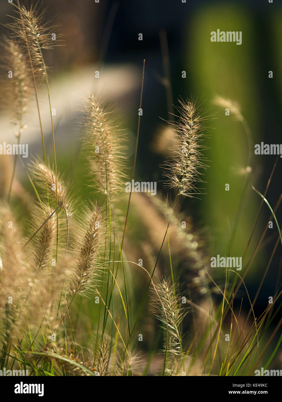 Grass and ears, close-up Stock Photo - Alamy