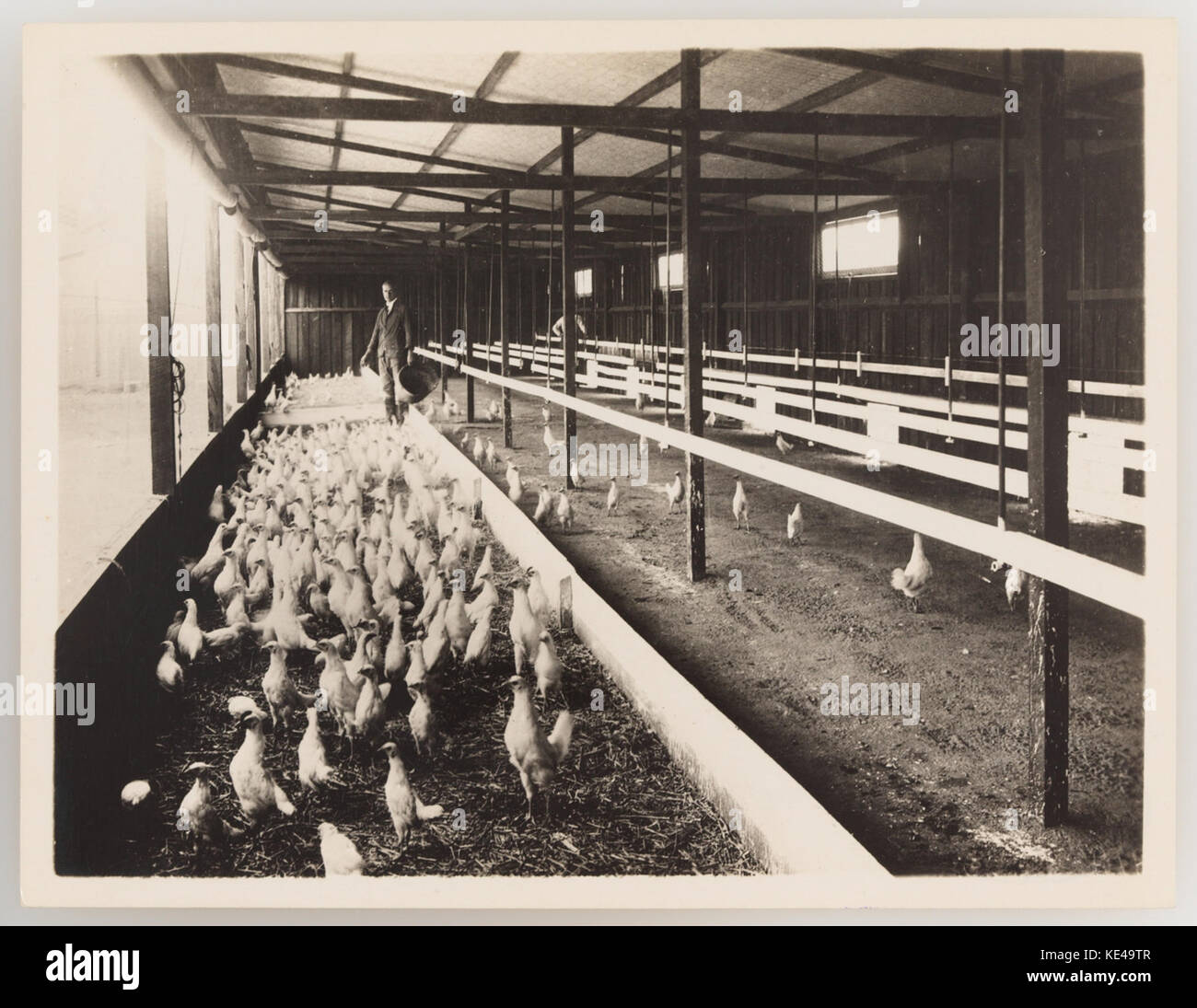 1920s poultry industry hi-res stock photography and images - Alamy
