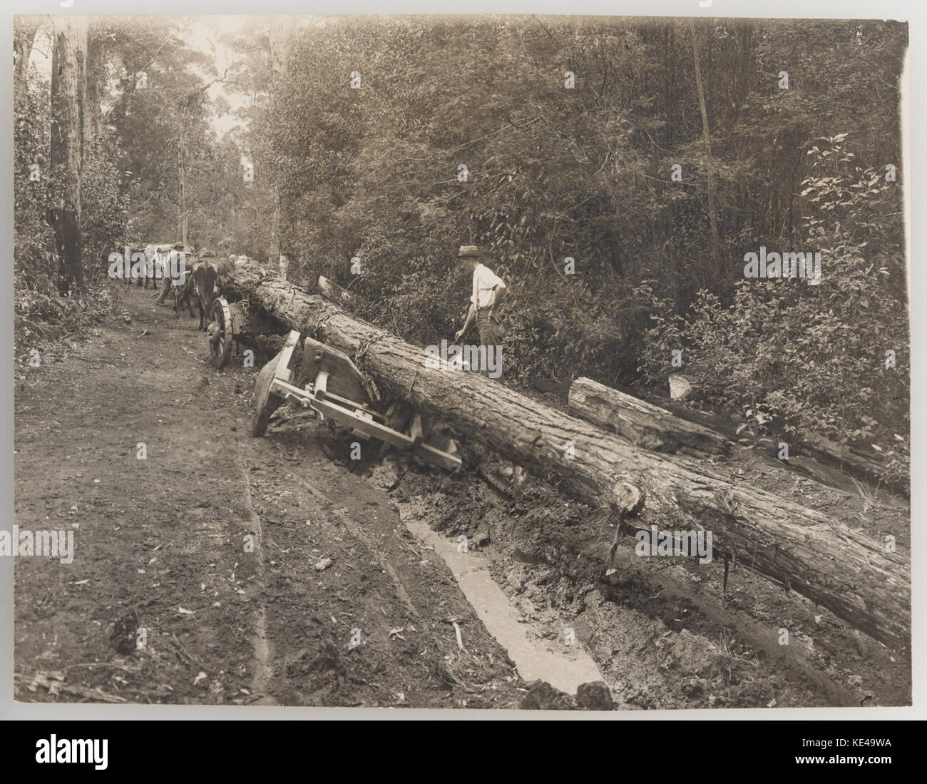 1920s logging industry hi-res stock photography and images - Alamy