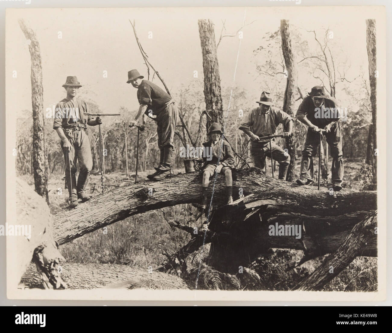 This title likely refers to a historical series of timber-related ...