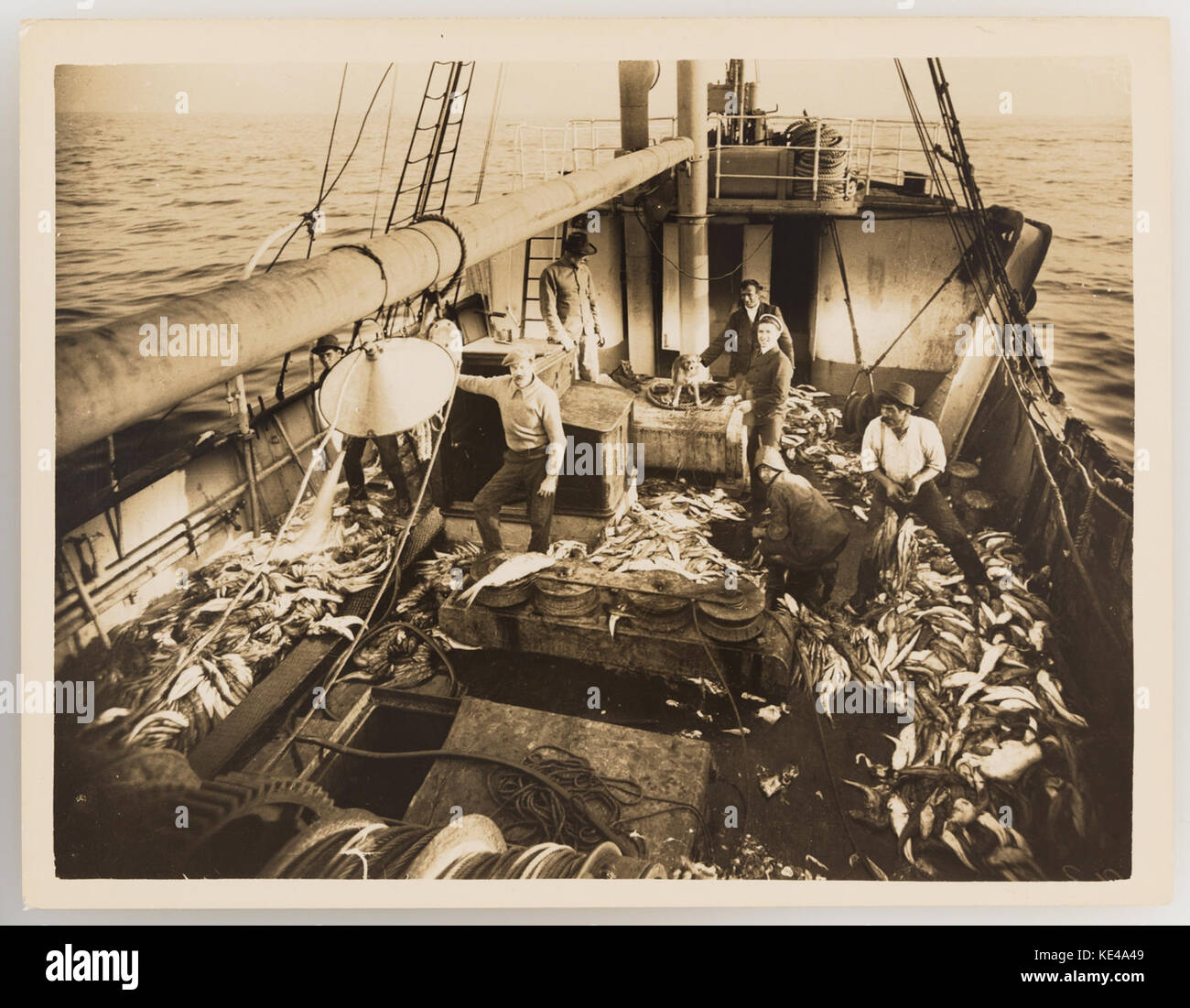 9246 Series 14 Fish on trawler off Gabo 1923 Stock Photo - Alamy