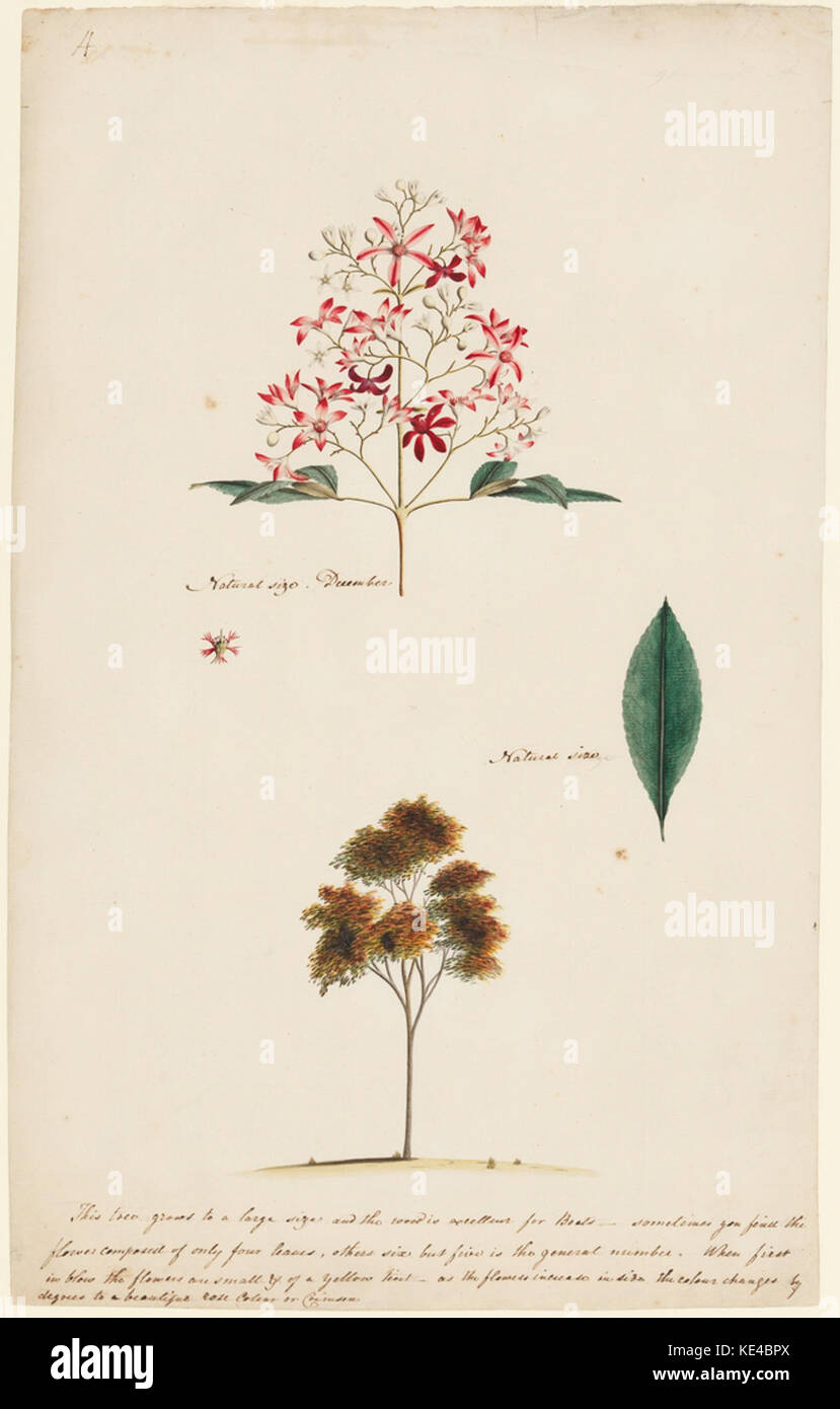 966688 Collection 28 Botanical drawings of Australian plants ca late ...