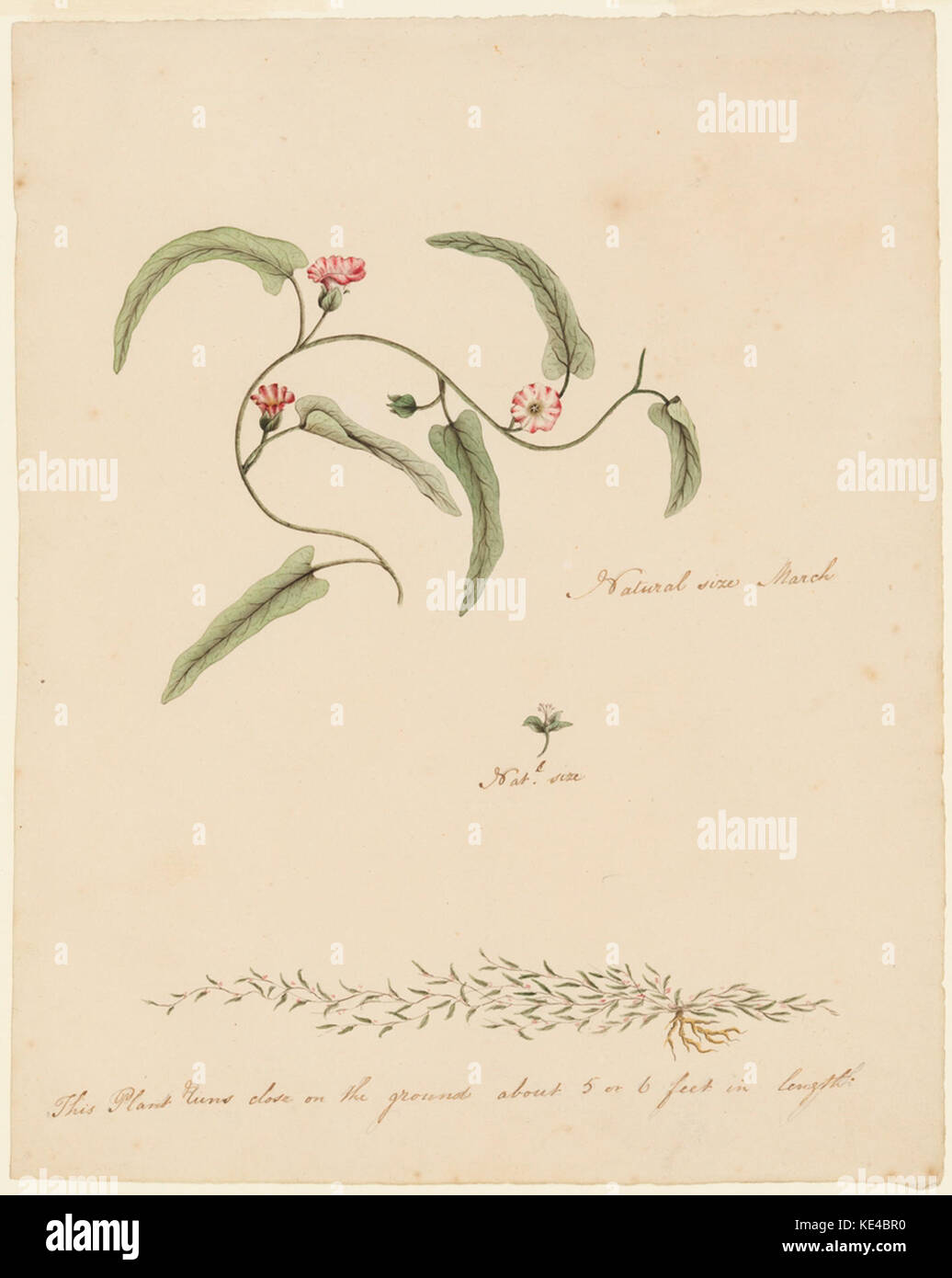 966690 Collection 28 Botanical drawings of Australian plants ca late ...