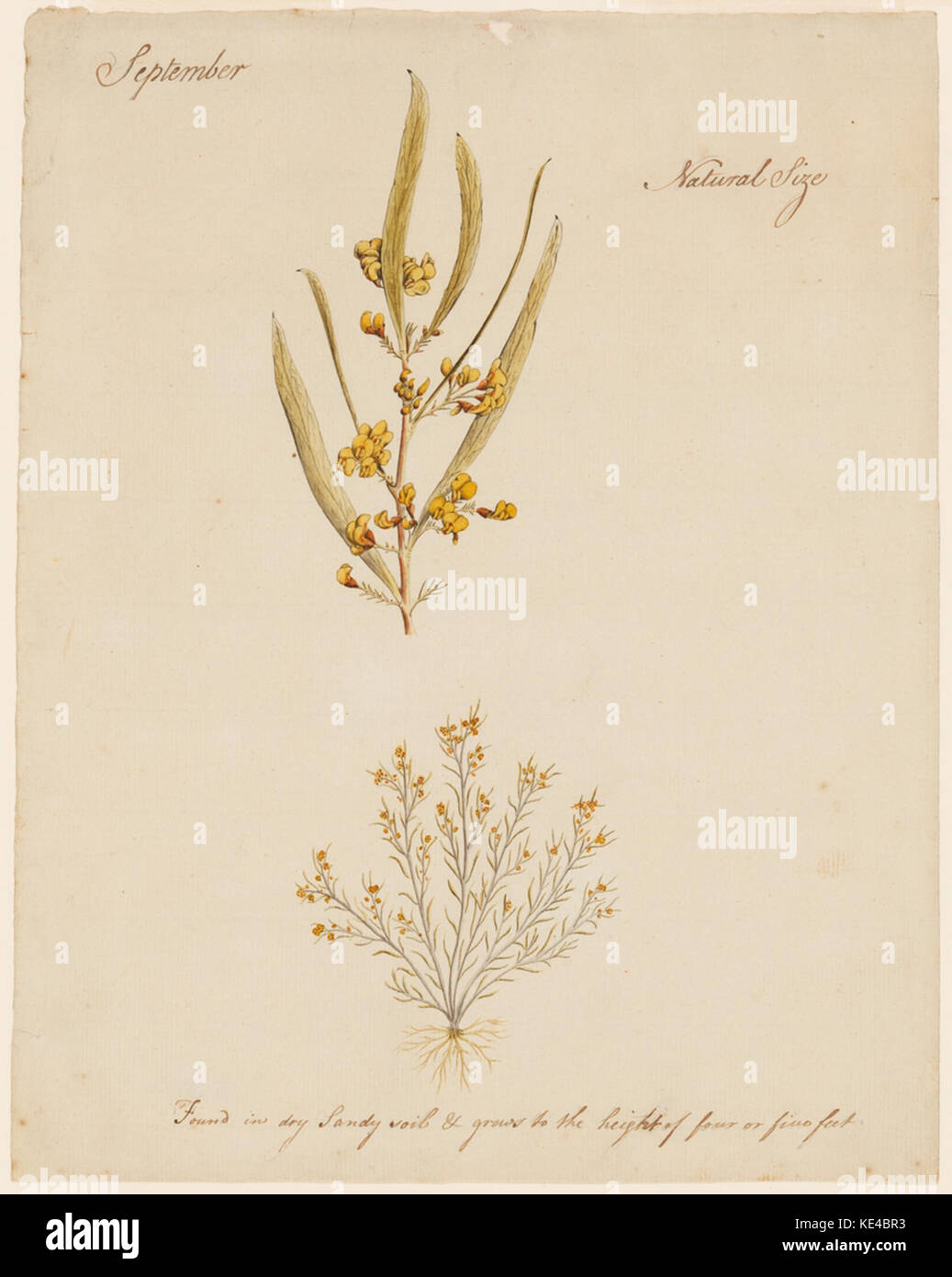 Old botanical drawings hi-res stock photography and images - Alamy