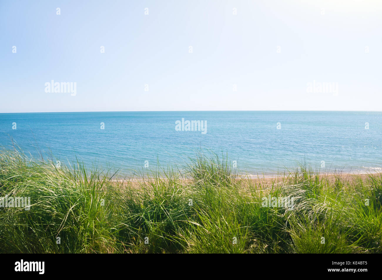 green grass on the summer sea beach Stock Photo - Alamy