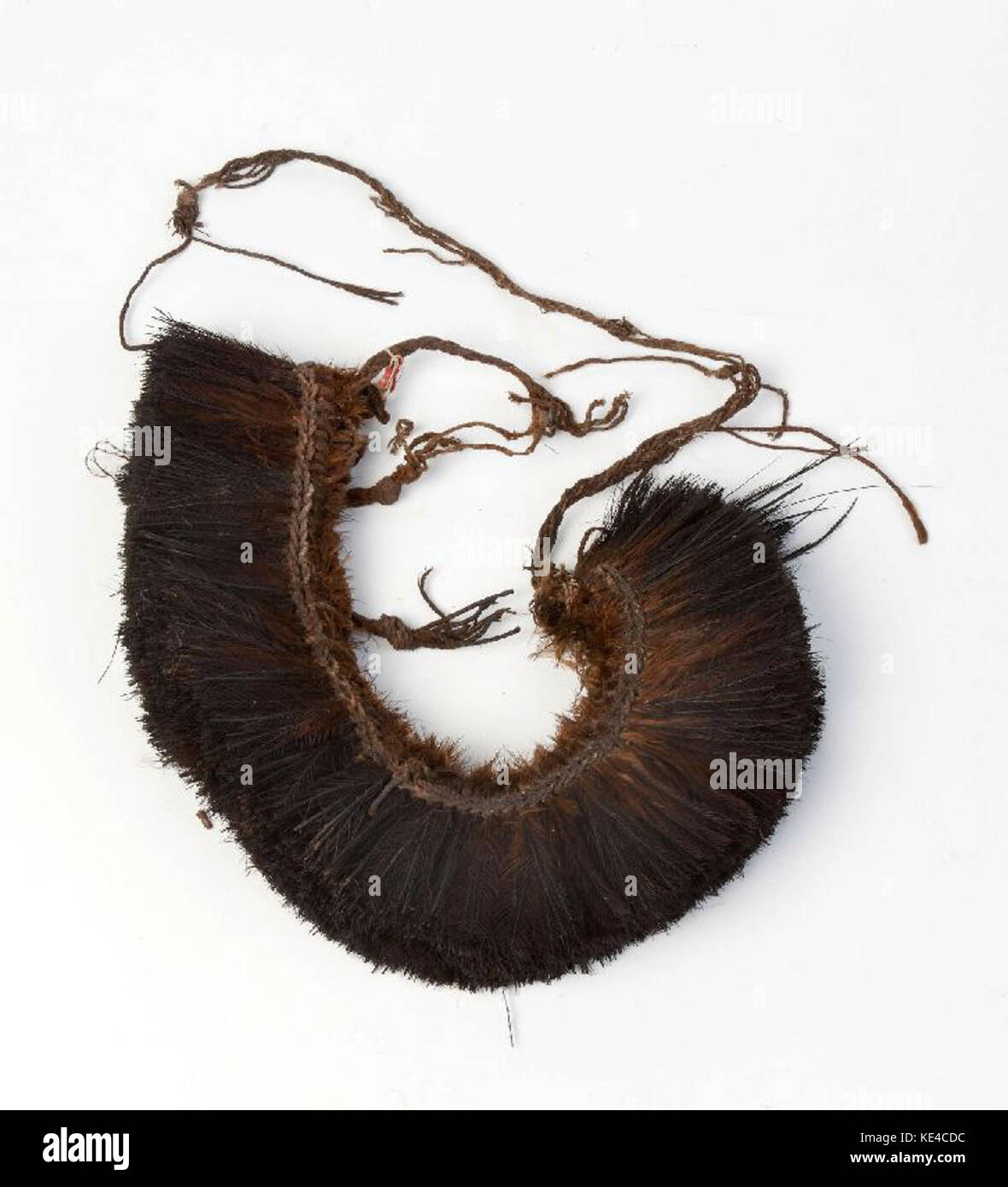 Cassowary feathers hi-res stock photography and images - Alamy