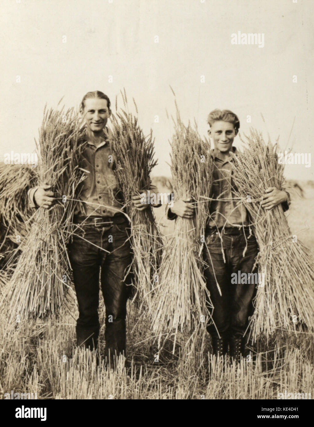 The image shows British harvesters working in a wheatfield in western ...