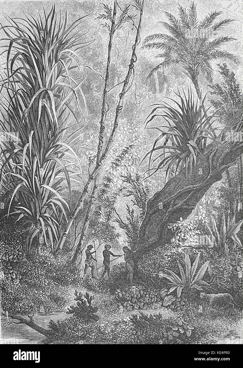 Green trees in tropical forest Black and White Stock Photos & Images ...