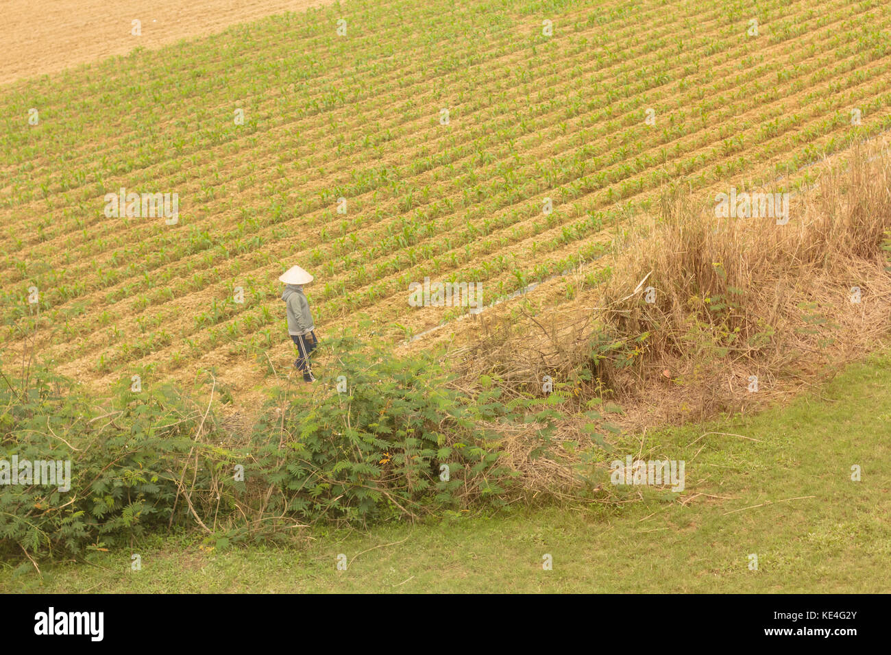Farmers planting trees hi-res stock photography and images - Alamy