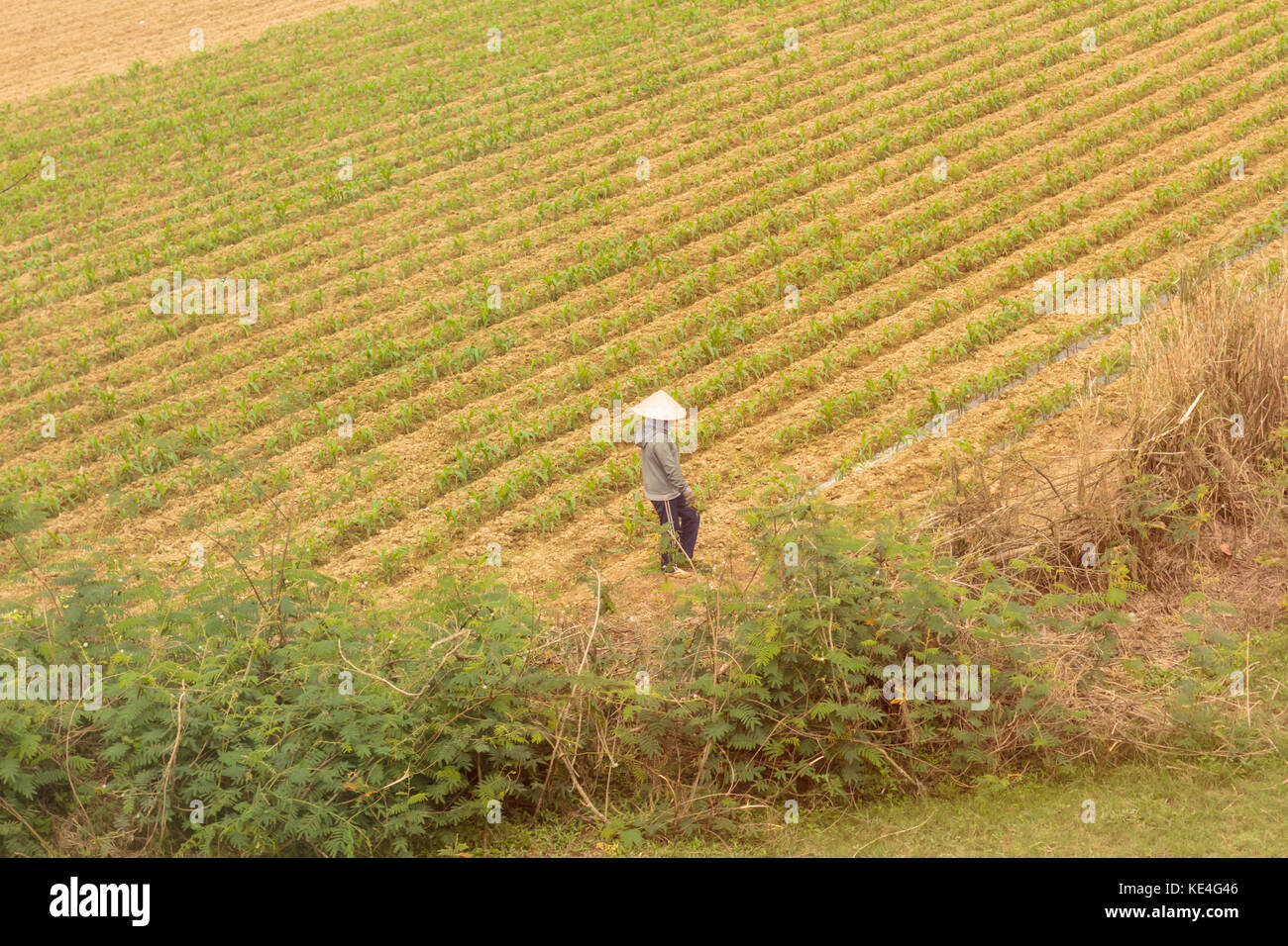 Farmers planting crops hi-res stock photography and images - Alamy