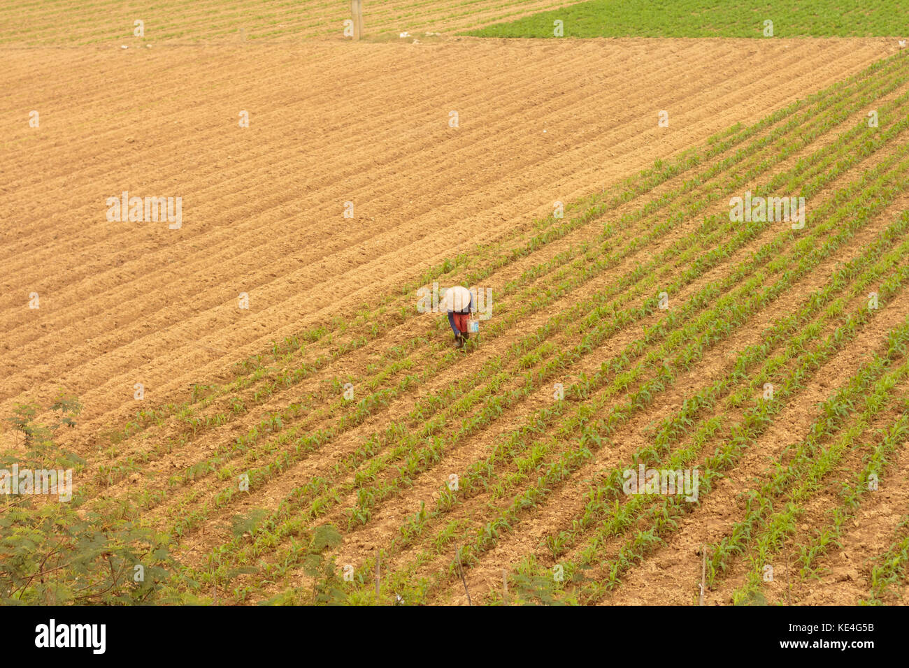 Farmers planting crops hi-res stock photography and images - Alamy