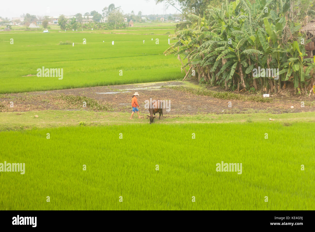 Local crop producers and shot from a travelling train Stock Photo - Alamy