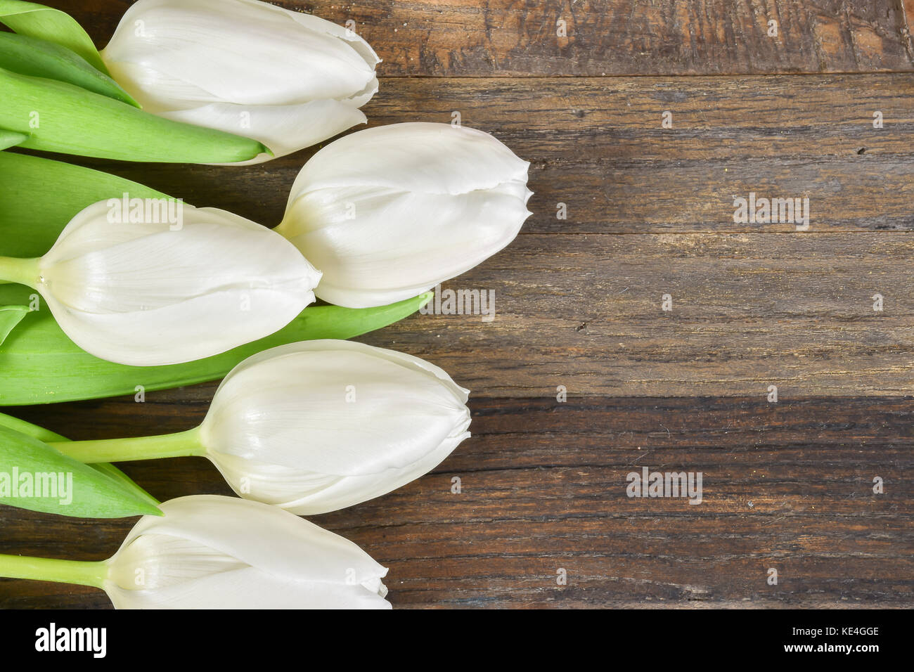 White tulips on left side of rustic wood background Stock Photo - Alamy
